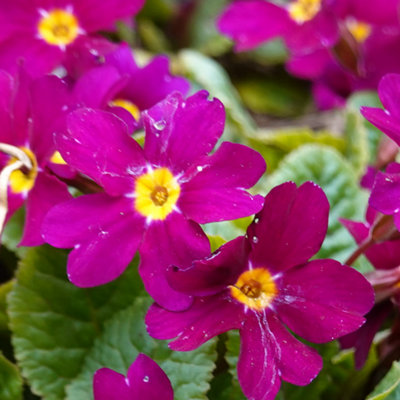 Primrose Purple Cheerful Violet Blooms 10.5cm Pot 3 Pack