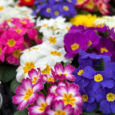 Primroses Potted 18 Pack Multicolour 9cm Pots