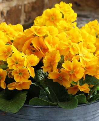 Primula Aztec Gold - Vibrant easy to grow plant for the winter months ...