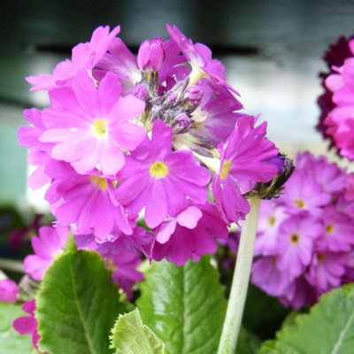 Primula Beesiana Candelabra Mauve Pink Flowers Ground Cover Damp Soils ...