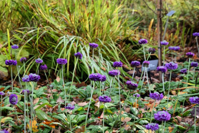 Primula capitata - 1Ltr Bareroot - Marginal Aquatic Pond Plant