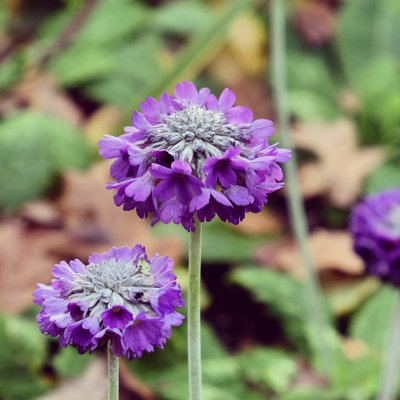 PRIMULA CAPITATA - 3X 1LTR PLANTS - MARGINAL AQUATIC POND PLANT