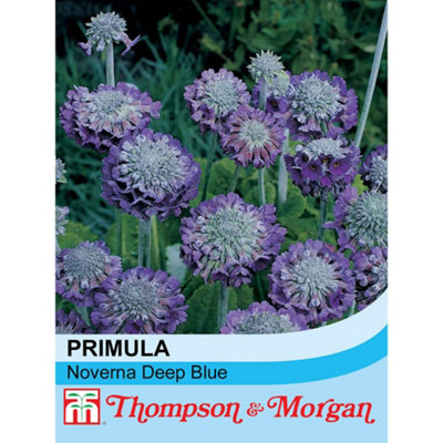 Primula Capitata Noverna Deep Blue 1 Seed Packet (25 Seeds)