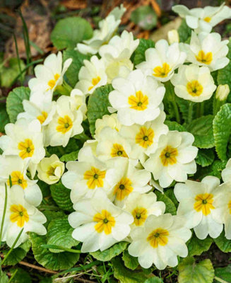 Primula Cottage Cream - 3 x 1L pots