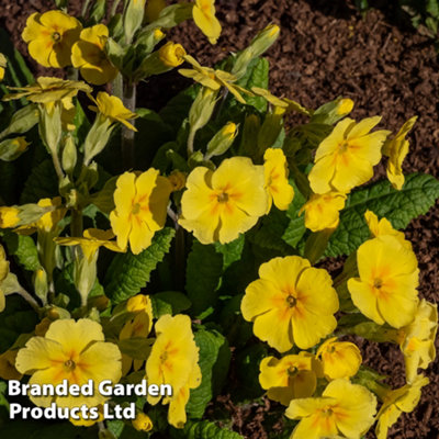 Primula Crescendo Yellow 15 Garden Ready Plants