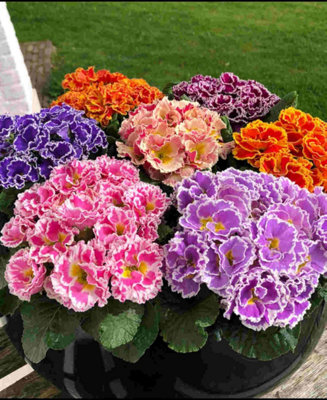Primula Flamenco Mix - Rich ruffles and frills 15 x Young Plants