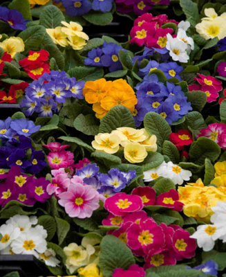 Primula Husky Mix - 9 Plants In 1 Litre Pots