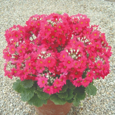 Primula malacoides Deep Red/Crimson Seeds - Star-Shaped Blooms Long ...
