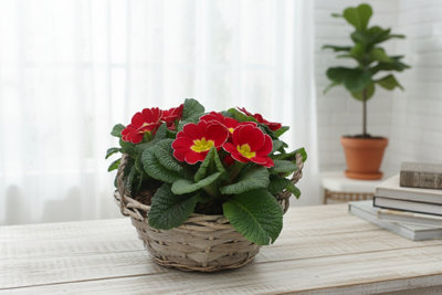 Primula Mand Rond Pot size 19 Cm Transport height 20 Primrose Indoor ...