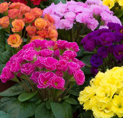 Primula (Primrose) Primlet Mix 15 Garden Ready Plants