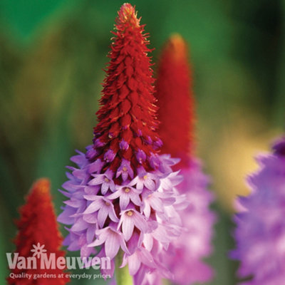 Primula Primrose Vialii 10 Jumbo Plug Plants 30mm