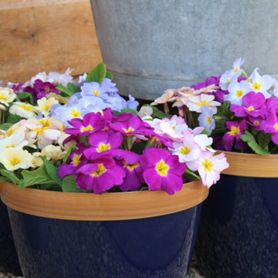 Primula Provence Mixed - Vibrant Mix Of Colours 12 X Young Plants
