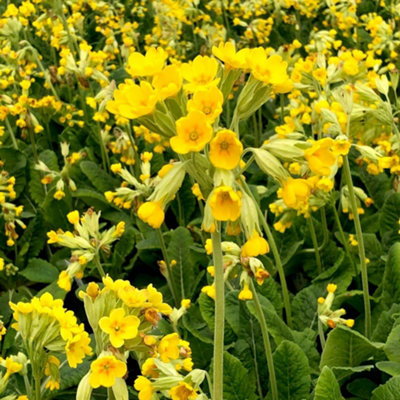 Primula veris - Charming Wildflower - Yellow Clusters - RHS Award - T&M ...