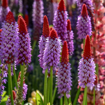 Primula vialii 'Candelabra Primrose' - 1 Litre Bareroot - Marginal ...