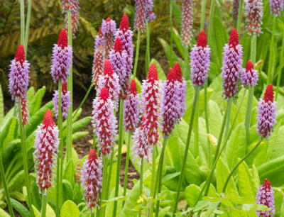 Primula vialii 'Candelabra Primrose' - 3x 9cm Plants - Marginal Aquatic ...