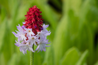 Primula vialii 'Candelabra Primrose' - 3x 9cm Plants - Marginal Aquatic ...