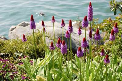 Primula vialii 'Candelabra Primrose' - 3x 9cm Plants - Marginal Aquatic ...