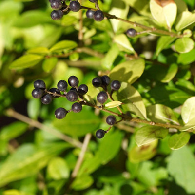Privet Hedging Ligustrum ovalifolium Set of 50 Bare Root Hedges 90 ...
