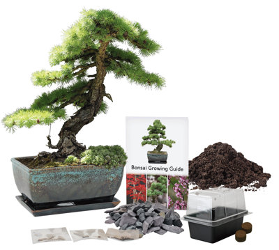Pronto Seed Bonsai Tree Kit with Traditional Bonsai Pot & 3 Bonsai Seed ...