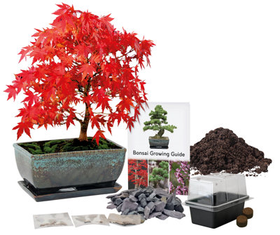 Pronto Seed Bonsai Tree Kit with Traditional Bonsai Pot & 3 Bonsai Seed ...