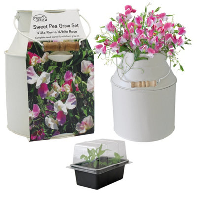 Pronto Seed Sweet Pea Flower Seeds Grow Your Own Flowers Kit with ...