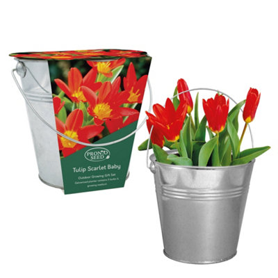 Pronto Seed Tulip Flower Growing Kit with Bucket Planter & Tulip Bulbs ...