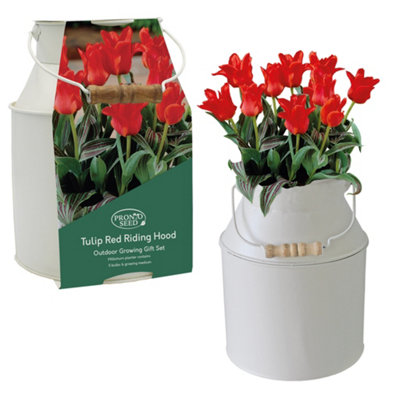 Pronto Seed Tulip Flower Growing Kit with Milkchurn Planter & Tulip ...