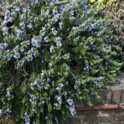 Prostratus Group Rosemary Shrub Plant Rosmarinus Officinalis 2L Pot
