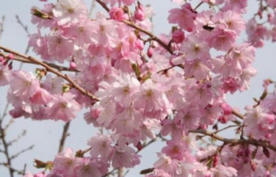 Prunus Accolade Fragrant Japanese Cherry Tree 6ft Tall Supplied in a 12 ...