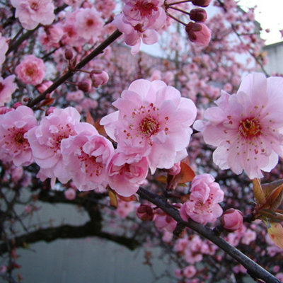 Prunus Blireana Tree - Rosy Pink Semi-Double Flowers, Purple Foliage ...