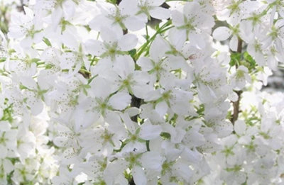 Prunus Brilliant White Dwarf Patio Flowering Cherry Tree 3-4ft Supplied ...
