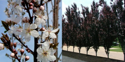 Prunus Cerasifera Crimson Pointe Tree 6ft Tall Supplied in a 12 Litre ...