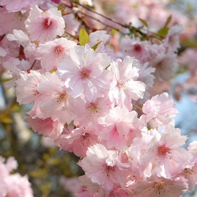 Prunus First Blush Tree - Cherry Pink Spring Flowers, Dark Green ...