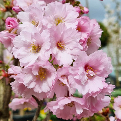 Prunus First Blush Tree - Cherry Pink Spring Flowers, Dark Green ...