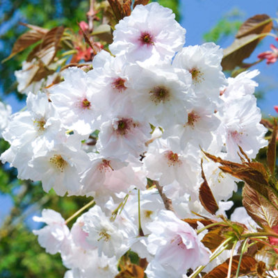 Prunus Fragrant Cloud Tree - Large Scented White Spring Flowers ...