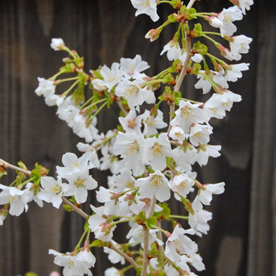 Prunus incisa Kojo-no-mai - Fuji Cherry Plant in 9cm Pot - Spring ...