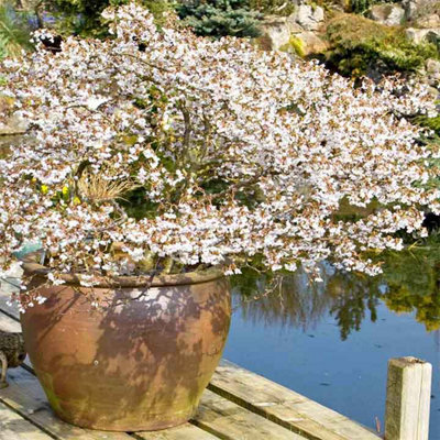 Prunus incisa Kojo-no-mai - Fuji Cherry Plant in 9cm Pot - Spring ...