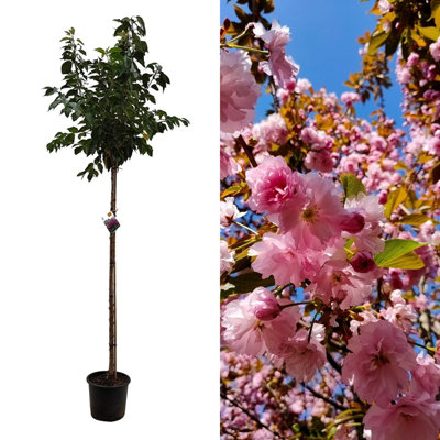 Prunus 'Kanzan' - Flowering Cherry Tree in 5 Litre Pot - 1.2m in Height ...