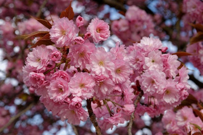 Prunus Kanzan Japanese Double Pink Flowering Cherry Tree 5-6ft Tall ...