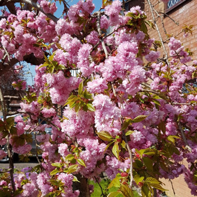 Prunus Kiku-Shidare Zakura Tree - Stunning Pink Blossoms, Ornamental ...