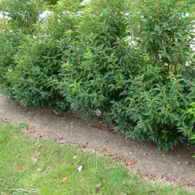 Prunus Lusitanica Garden Plant - Evergreen Foliage, Compact Growth ...