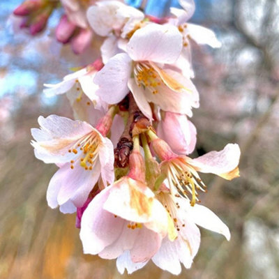 Prunus Marie Mallet Tree - Pinkish-White Flowers, Compact, Hardy and ...
