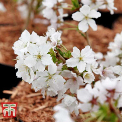 Prunus Nipponica Brilliant 3.6 Litre Potted Plant x 1