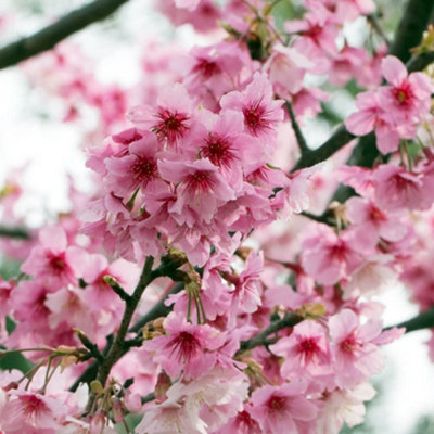 Prunus Nipponica Ruby 3.6 Litre Potted Plant x 1