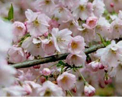 Prunus Pandora Pink Flowering Cherry Blossom Tree 6ft Tall Supplied in ...