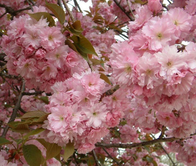 Prunus Pink Beauty Flowering Cherry Tree 6ft Tall Supplied in a 12 ...