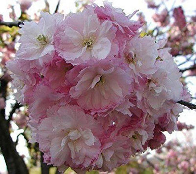Prunus Pink Perfection Cherry Blossom Tree 6ft Tall Supplied in a 12 ...