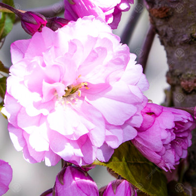 Prunus Pink Perfection Tree - Double Pink Flowers, Ornamental, Hardy (5 ...