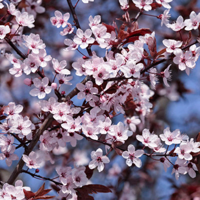 Prunus Princess Tree - Pink Flowers, Ornamental, Hardy, Low Maintenance ...