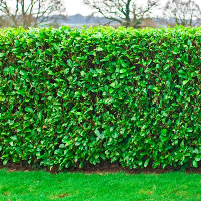 Prunus Rotundifolia 'Cherry Laurel' Bare Root Hedge Hedging Tree Plants ...